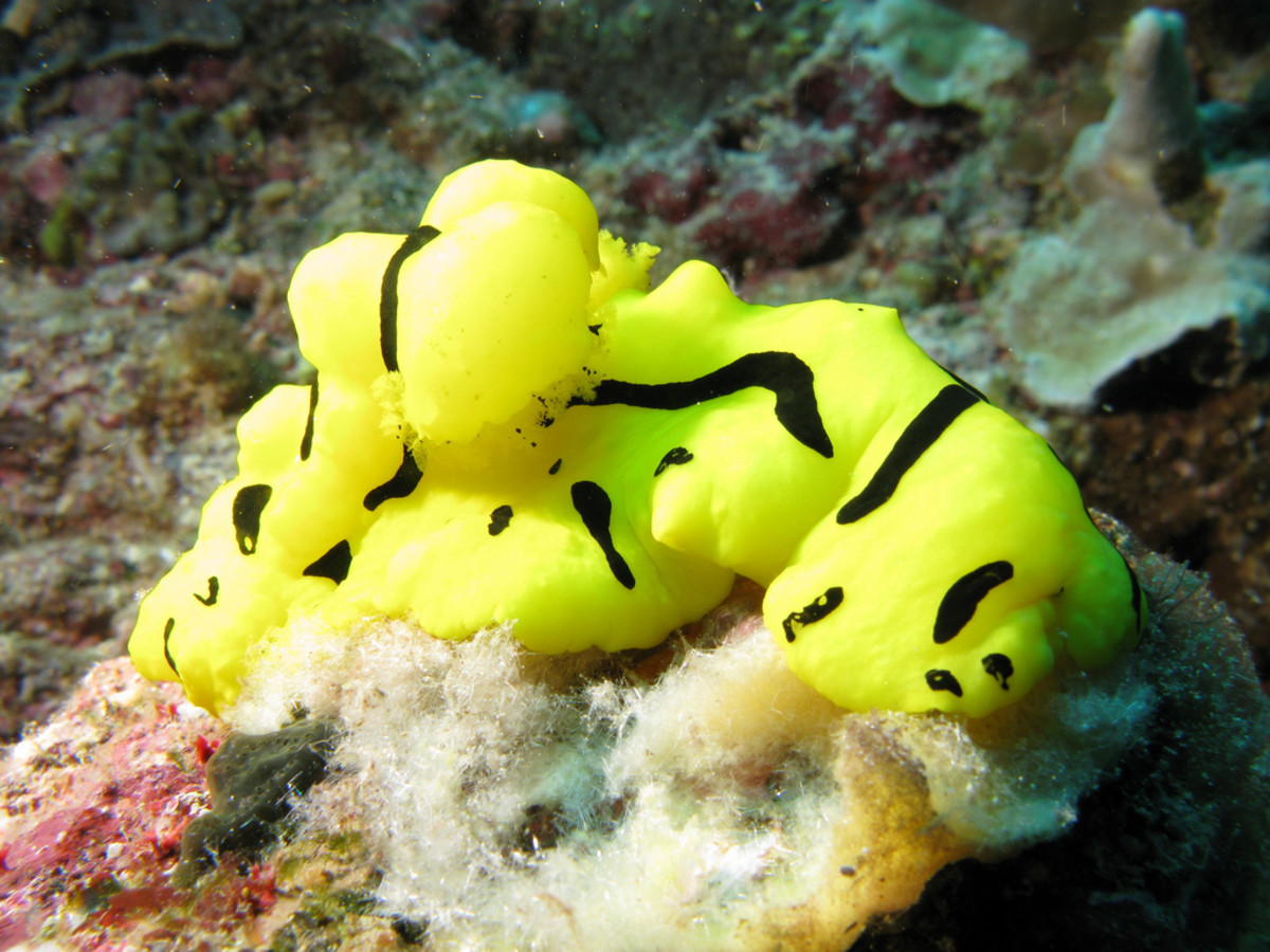 Beautiful Nudibranchs: Colorful Sea Slugs - HubPages
