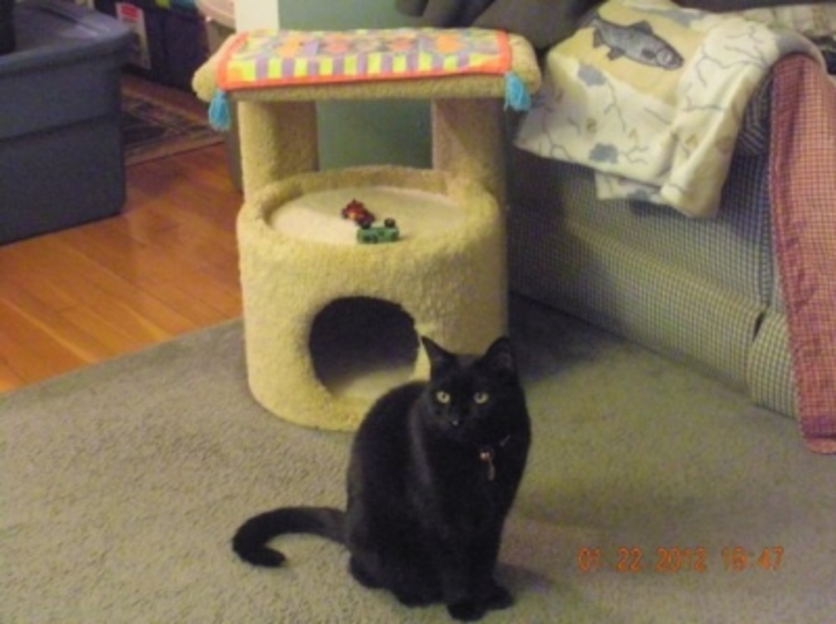 Sully cat (a MEOWography) - HubPages