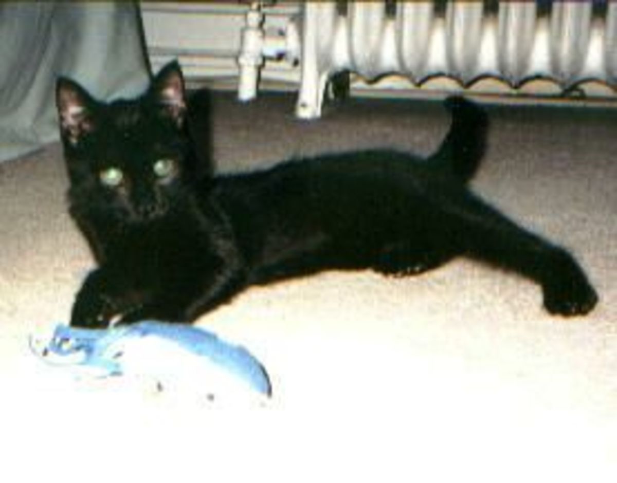 Sully cat (a MEOWography) - HubPages