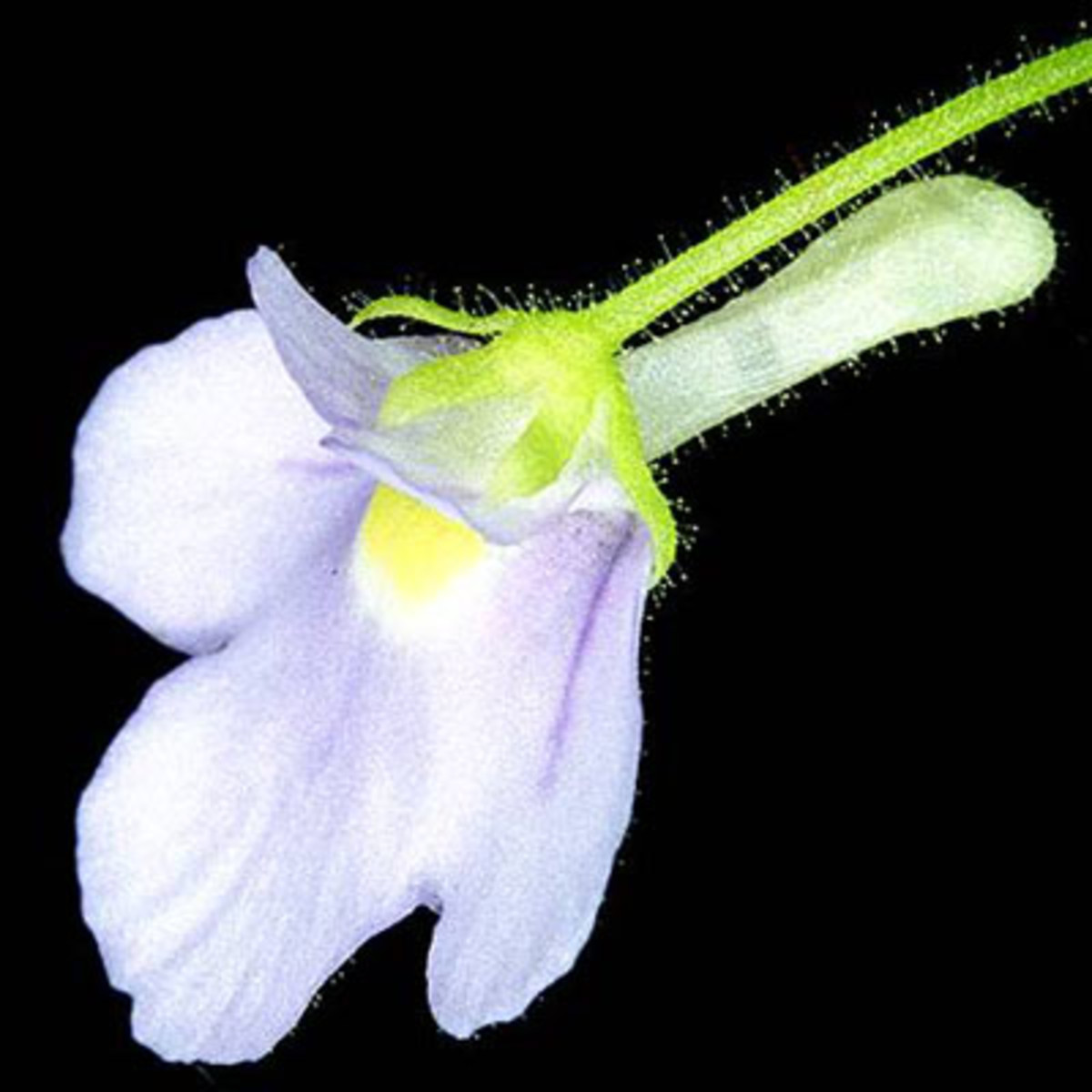 The Covert Affairs of the Corkscrew Plant, Genlisea: A Master of ...