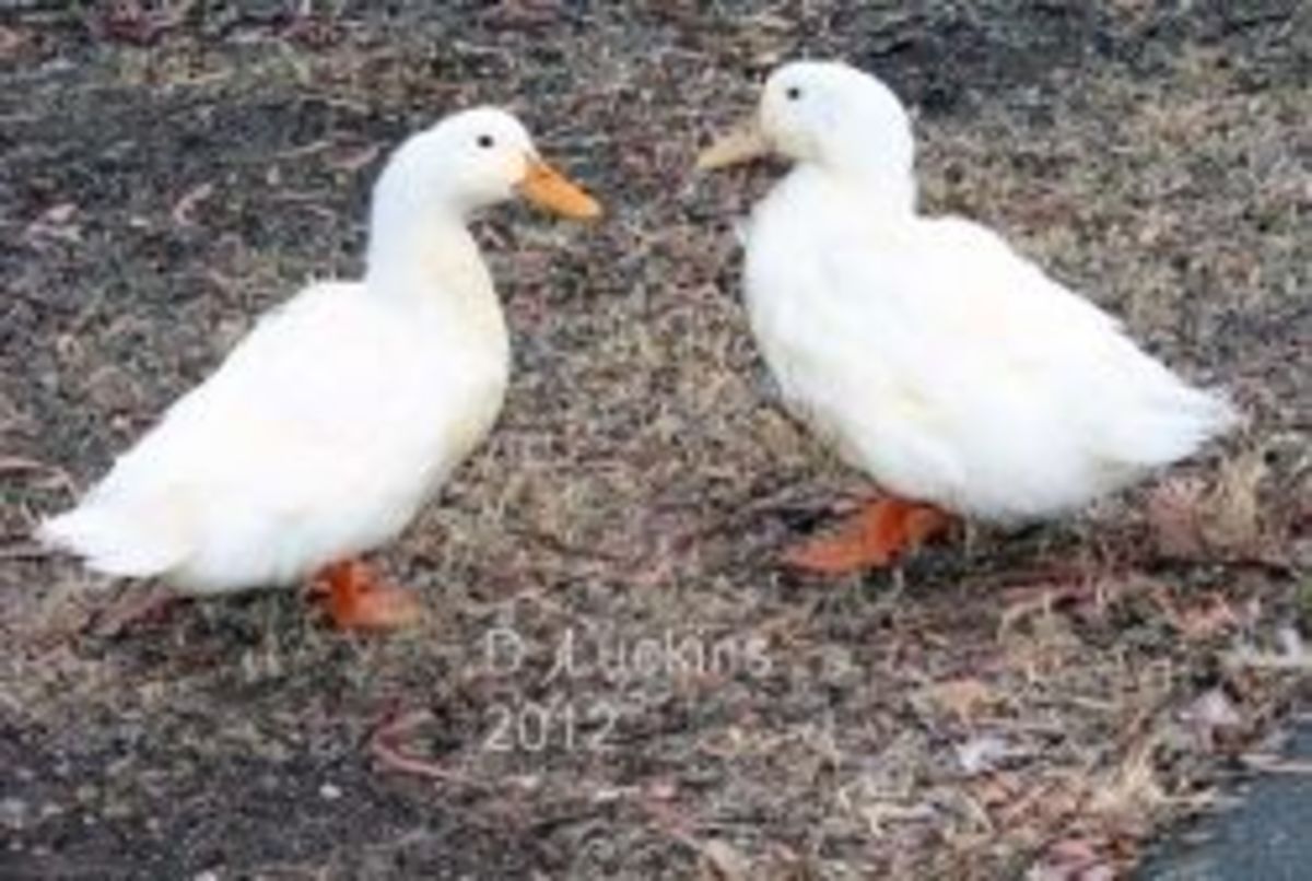 Life of Dumped Duckies - HubPages