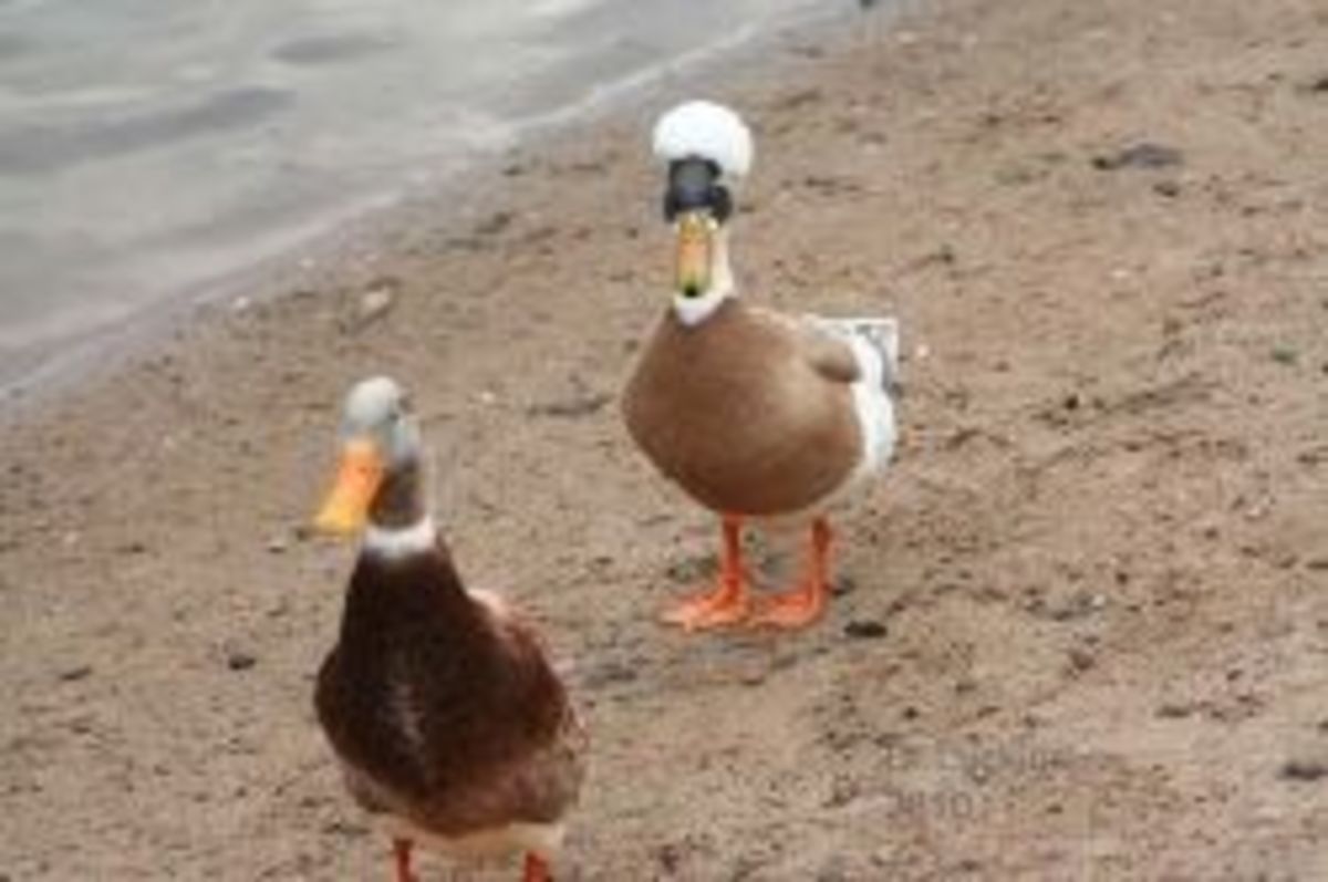 Life of Dumped Duckies - HubPages