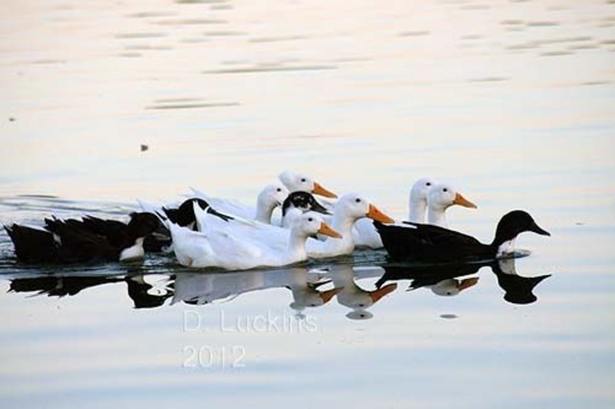 Life of Dumped Duckies - HubPages