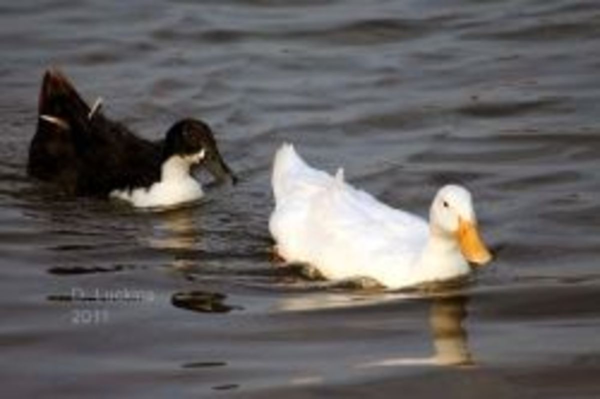 Life of Dumped Duckies - HubPages