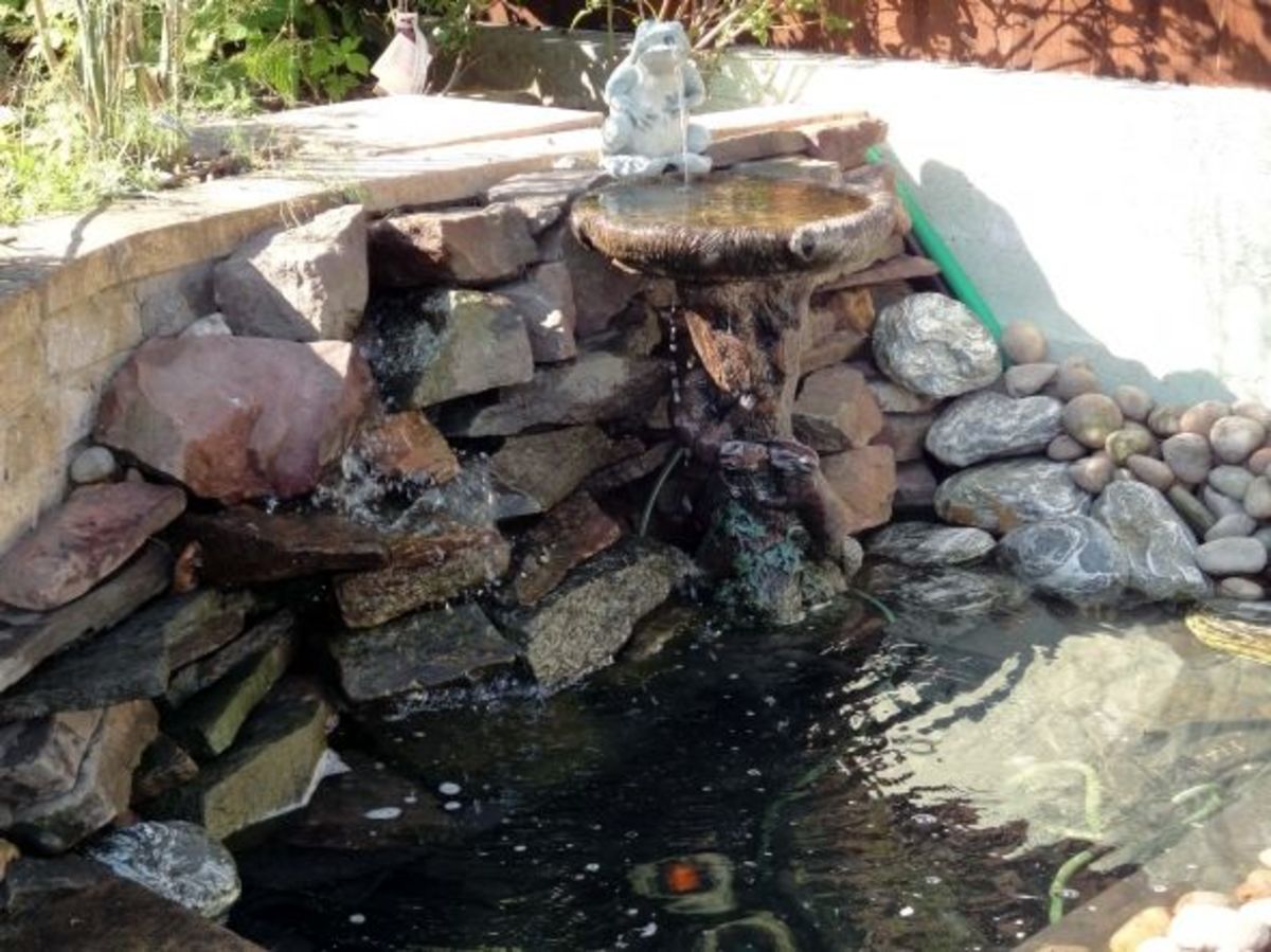 How to Design and Build Your Own Wildlife Pond and the Benefits to ...