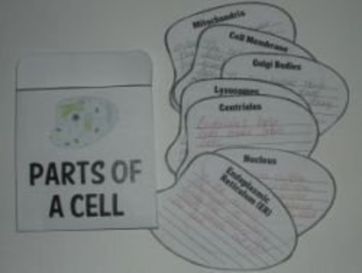 Cells and DNA Lesson Plan - HubPages
