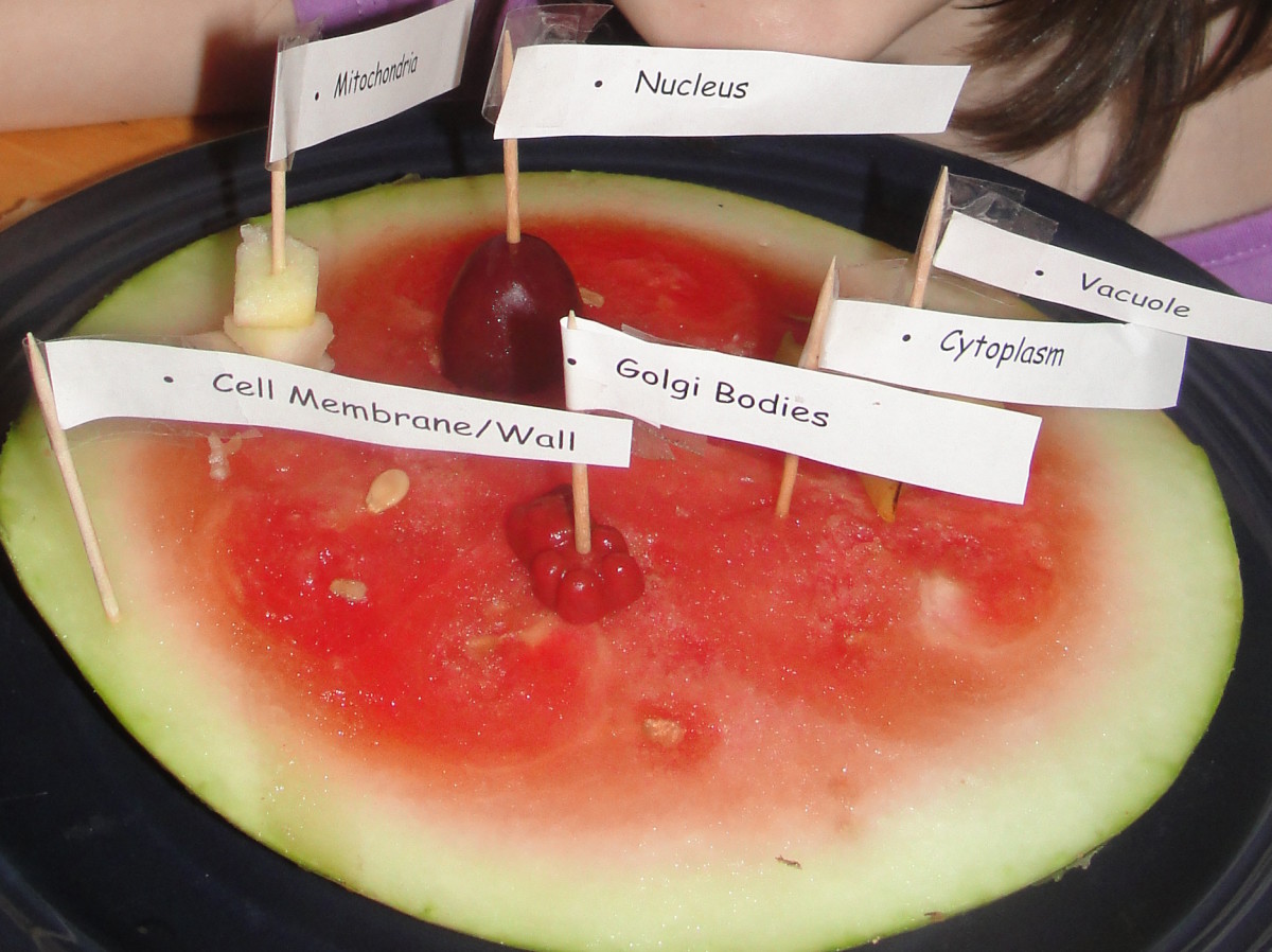 Cells and DNA Lesson Plan - HubPages