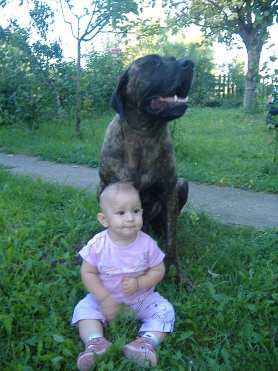 The Serbian Defense Dog, aka the Serbian Defence Dog - HubPages