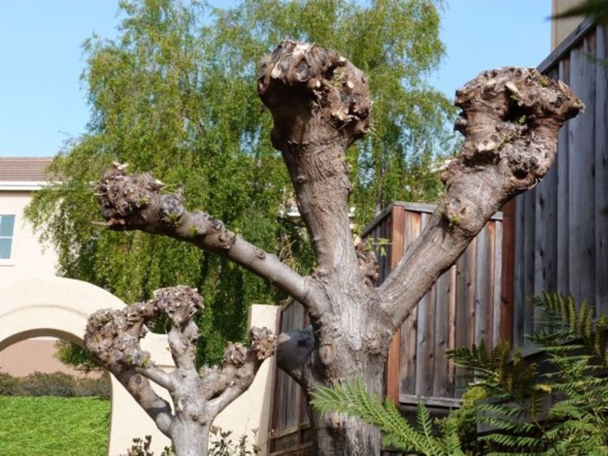 Pollarding Trees - HubPages