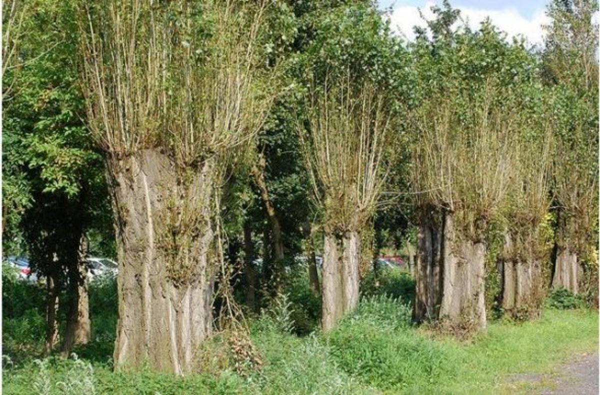 Pollarding Trees - HubPages