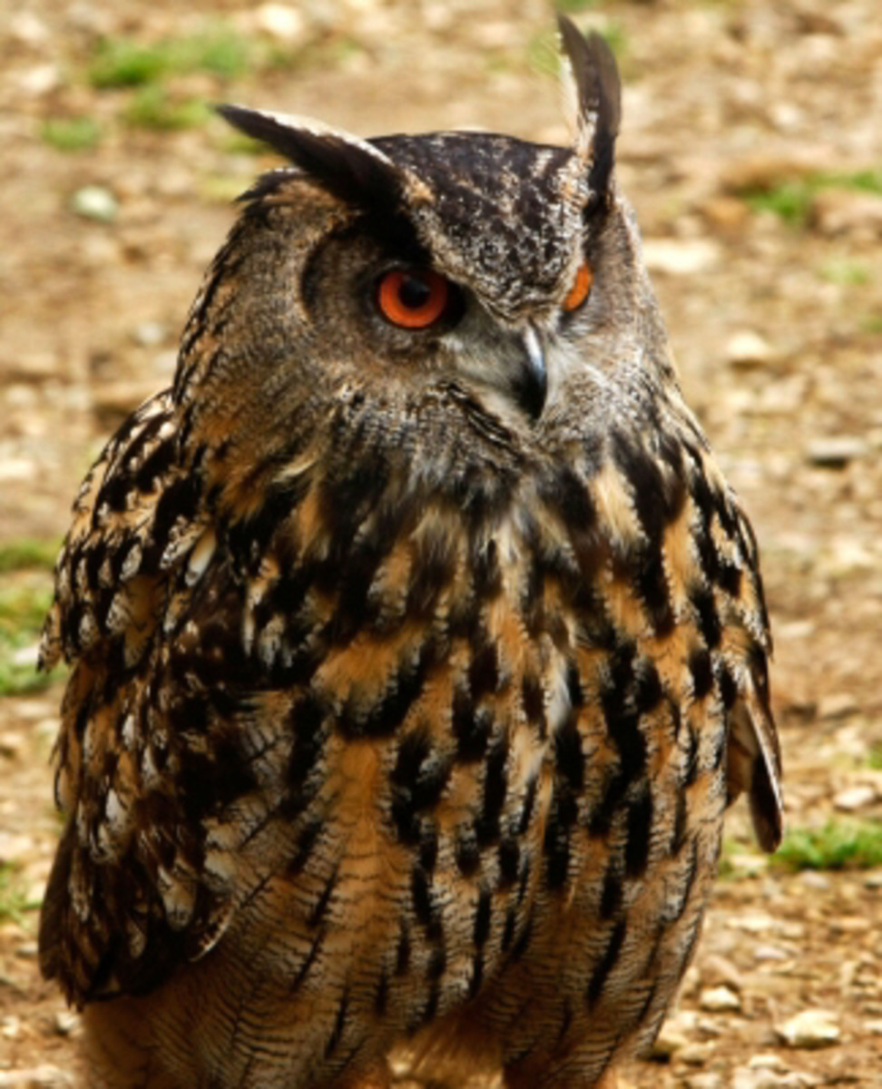 Owl: What Does It Mean When Truth, Power, and Wisdom Visits You - HubPages