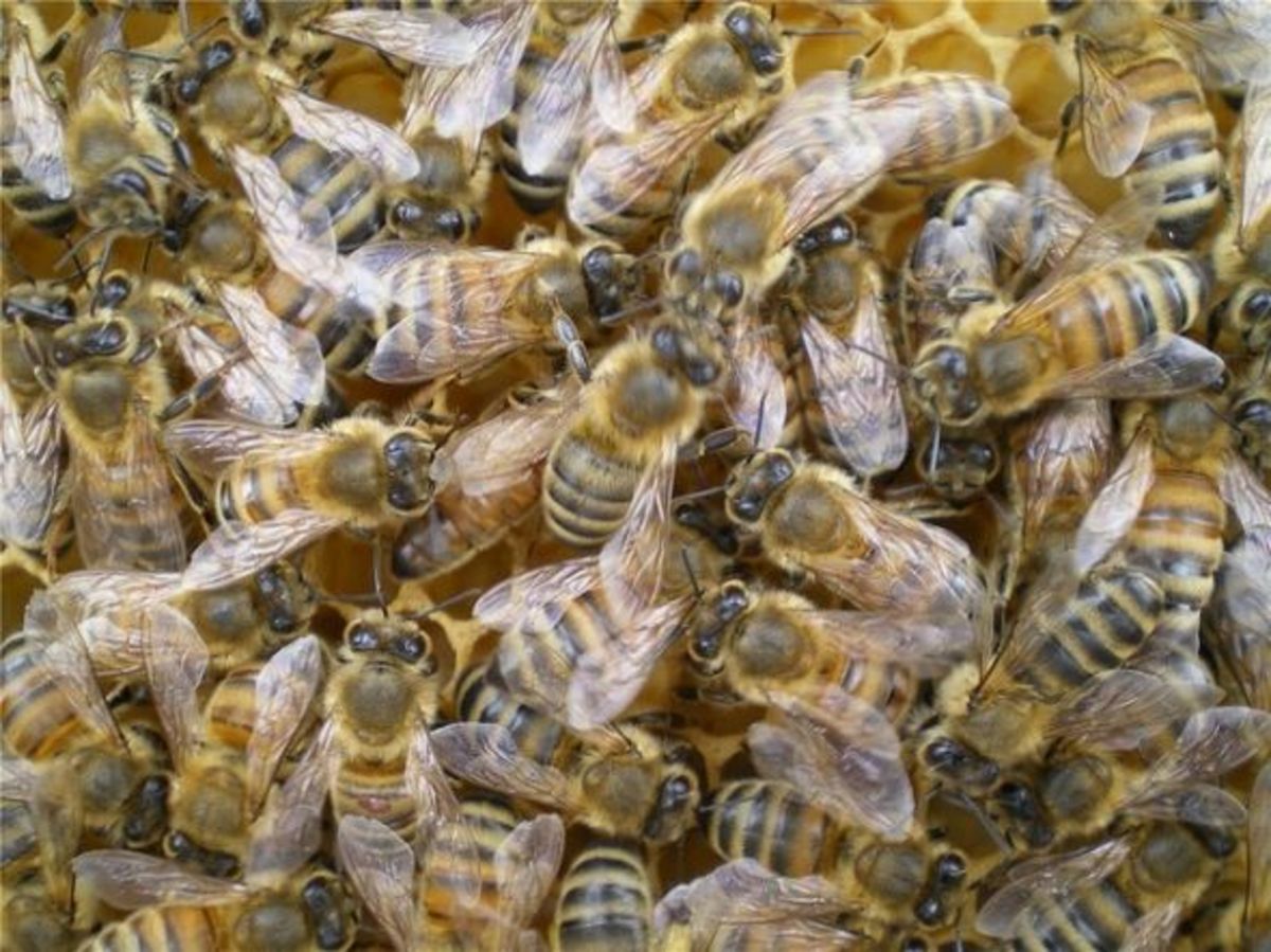 Spring Beekeeping: Apiary Tasks for a New Season - HubPages