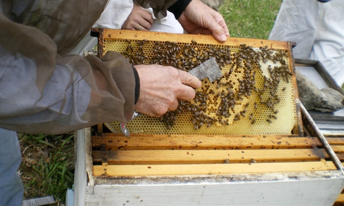 Spring Beekeeping: Apiary Tasks for a New Season - HubPages