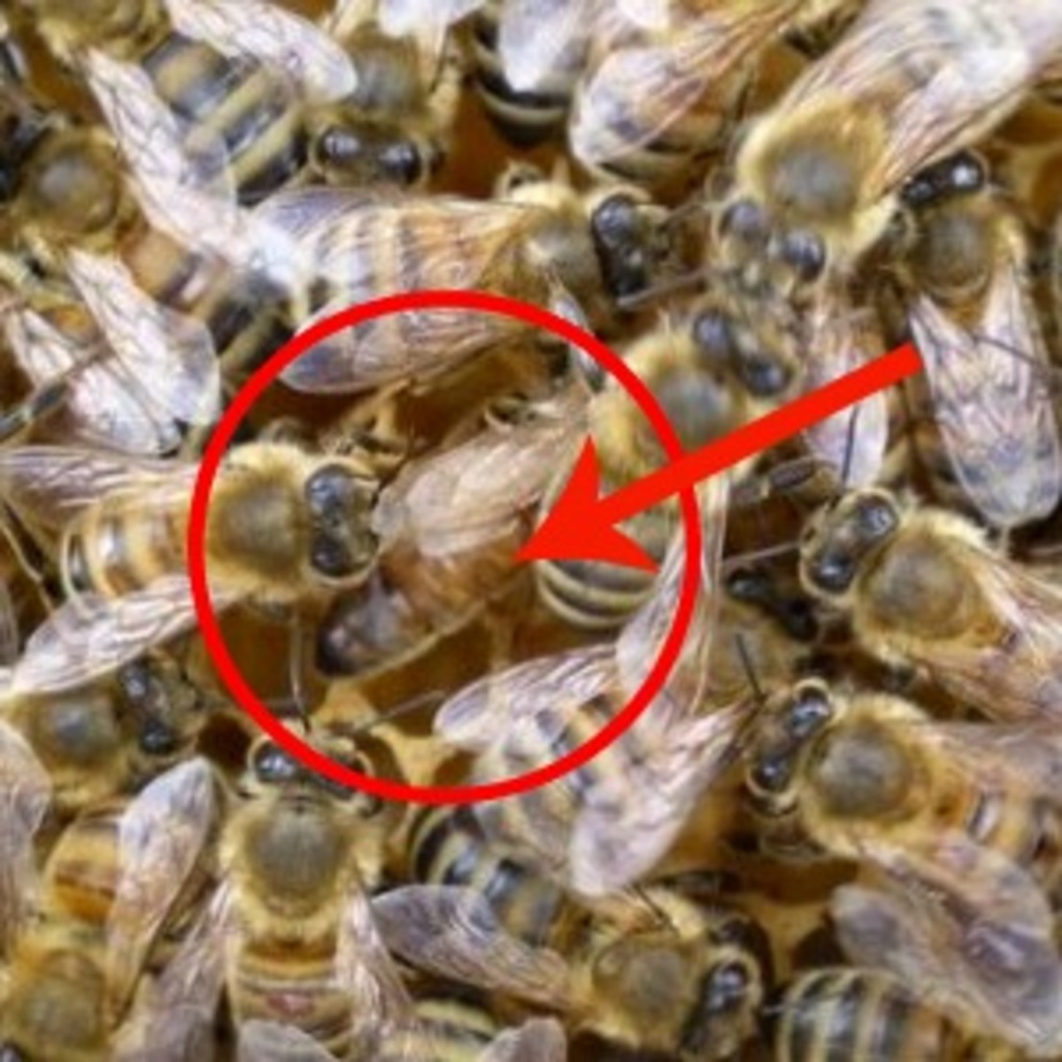 Spring Beekeeping: Apiary Tasks for a New Season - HubPages