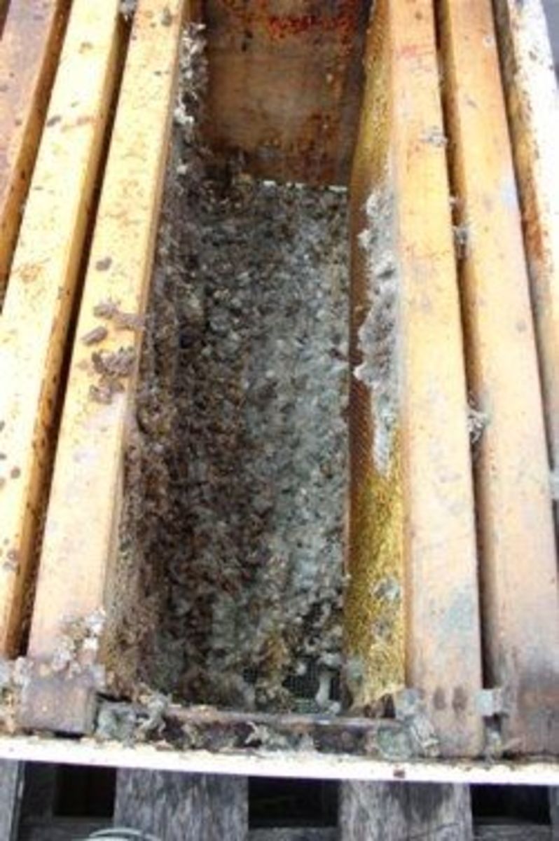 Spring Beekeeping: Apiary Tasks for a New Season - HubPages