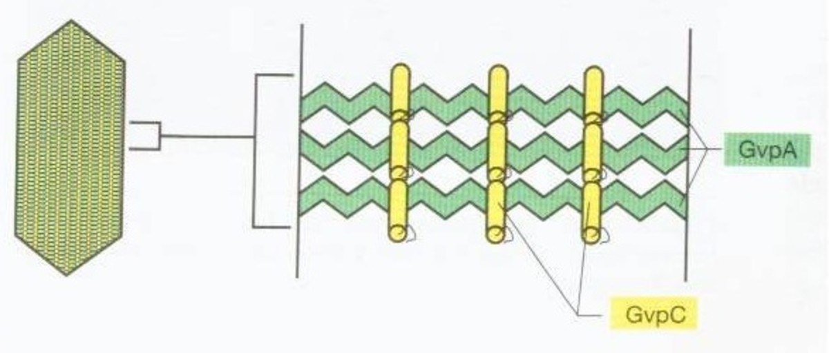 Bacterial Intracellular Structures That Give Bacteria/Prokaryotes an ...