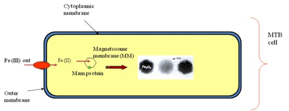 Bacterial Intracellular Structures That Give Bacteria/Prokaryotes an ...