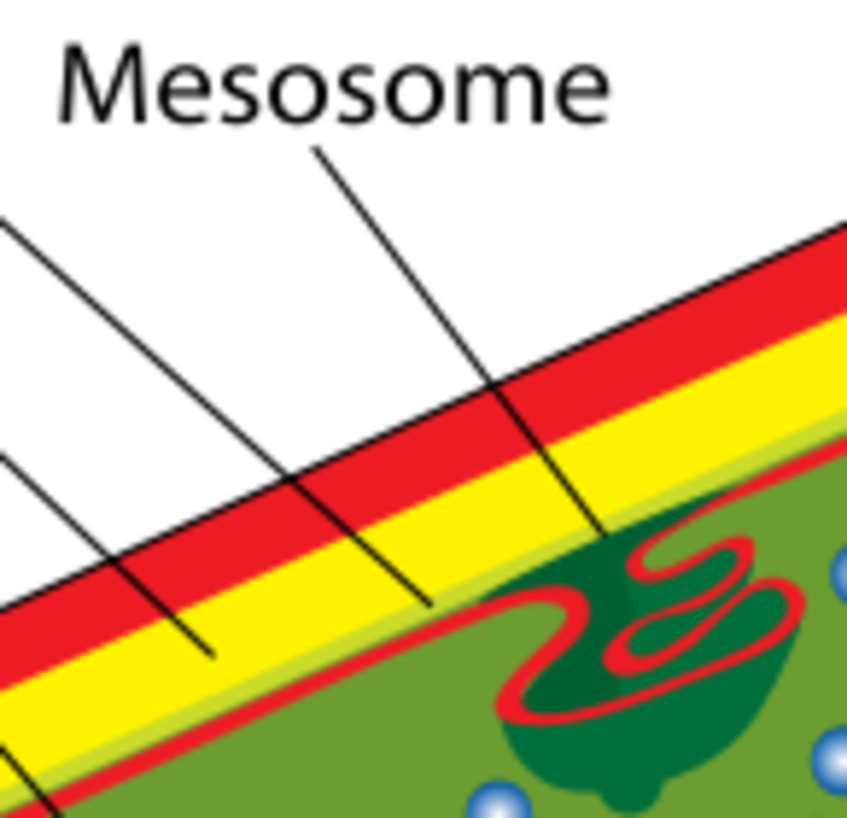 Bacterial Intracellular Structures That Give Bacteria/Prokaryotes an ...