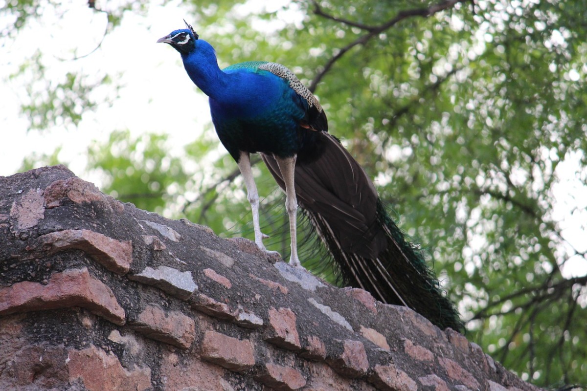 Birds - The Manakin - HubPages