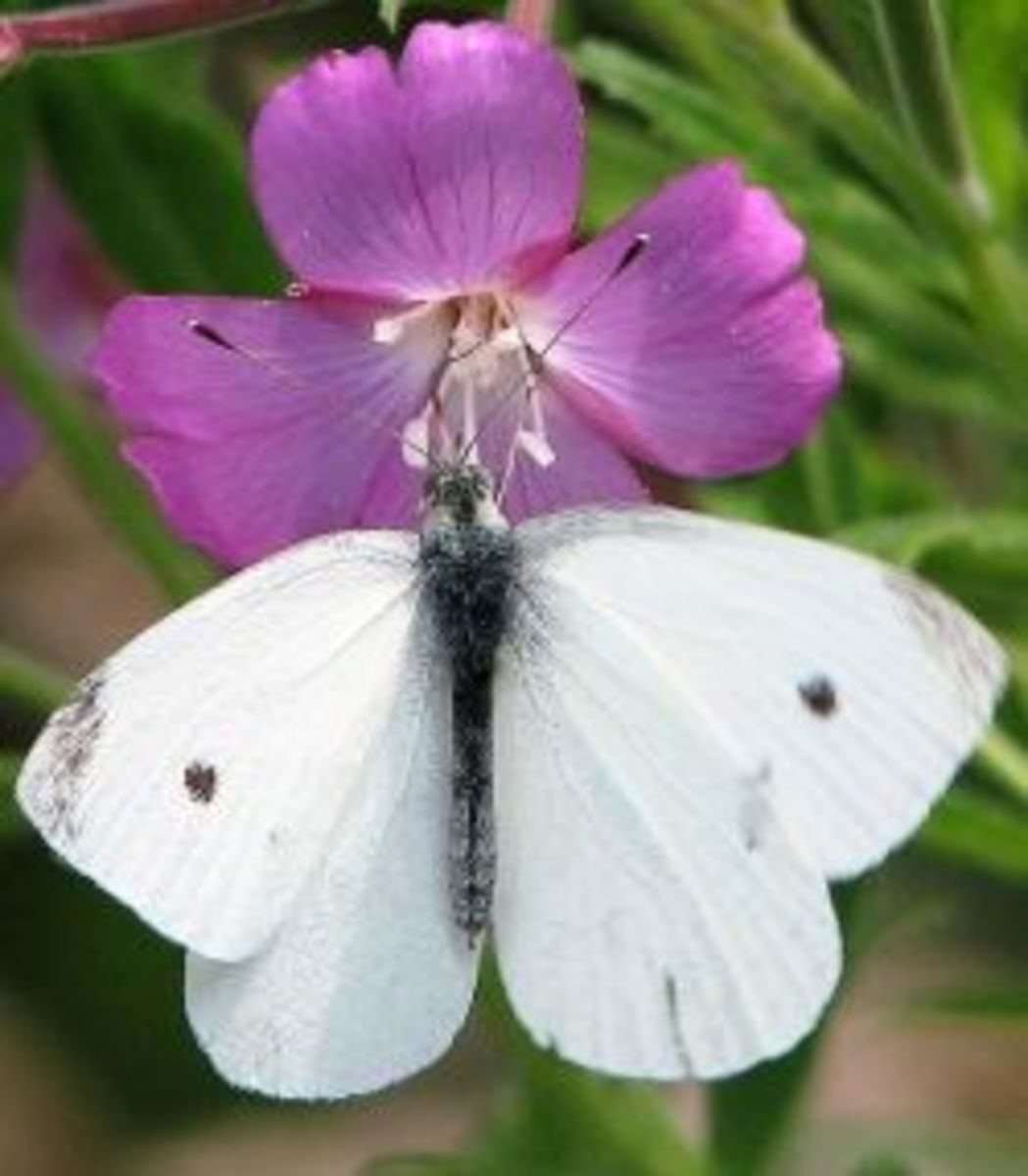 Biological control of the cabbage white butterfly, Pieris rapae - HubPages