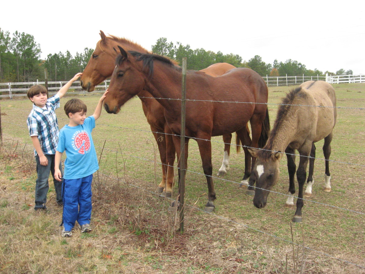 Where to Find Free and Cheap Horses for Adoption - HubPages