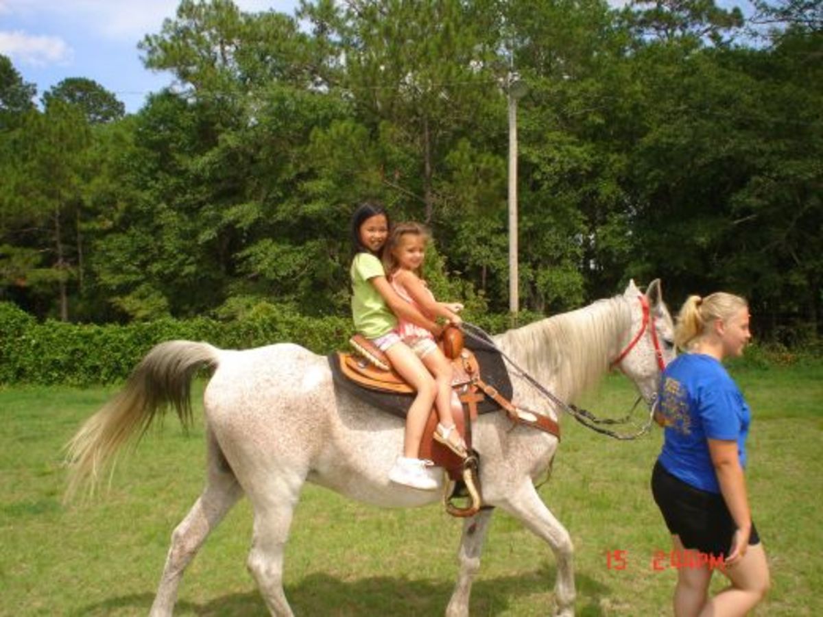 Where to Find Free and Cheap Horses for Adoption - HubPages