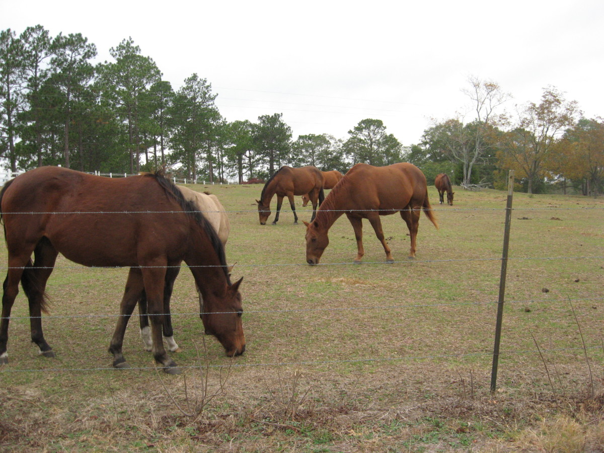 Where to Find Free and Cheap Horses for Adoption - HubPages