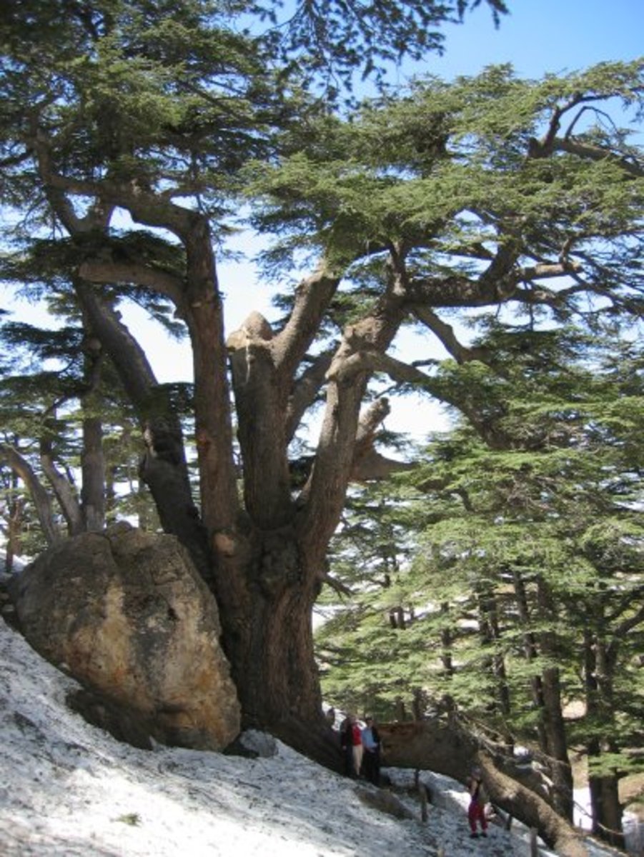 True and False Cedars - HubPages