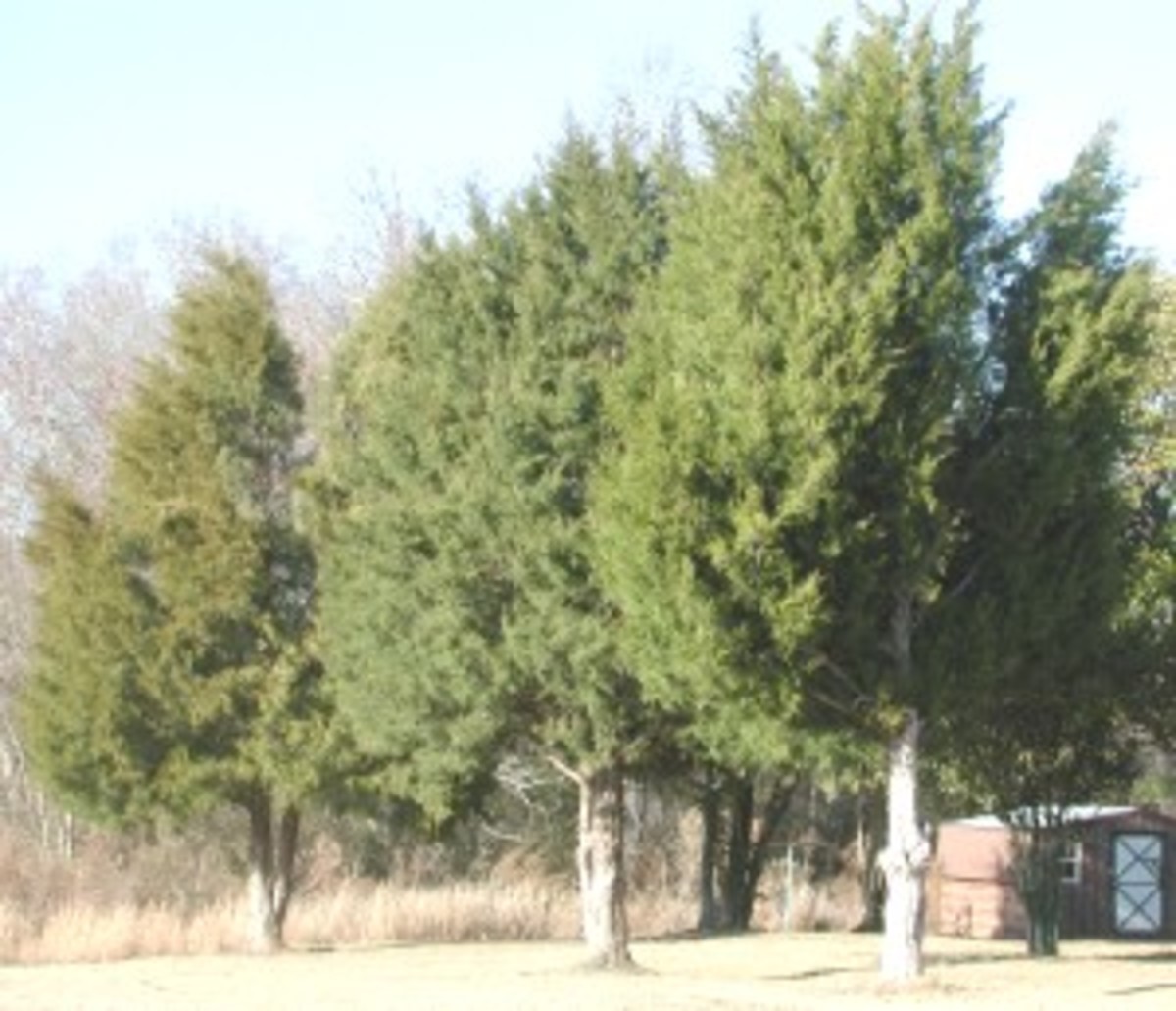 True and False Cedars - HubPages