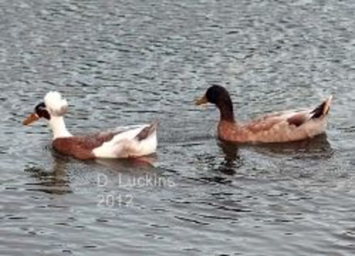 Popular Domestic Duck Breeds - HubPages