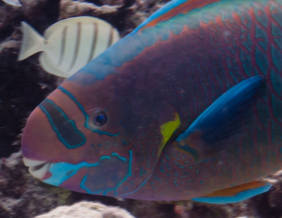 Hawaiian Reef Fish - HubPages