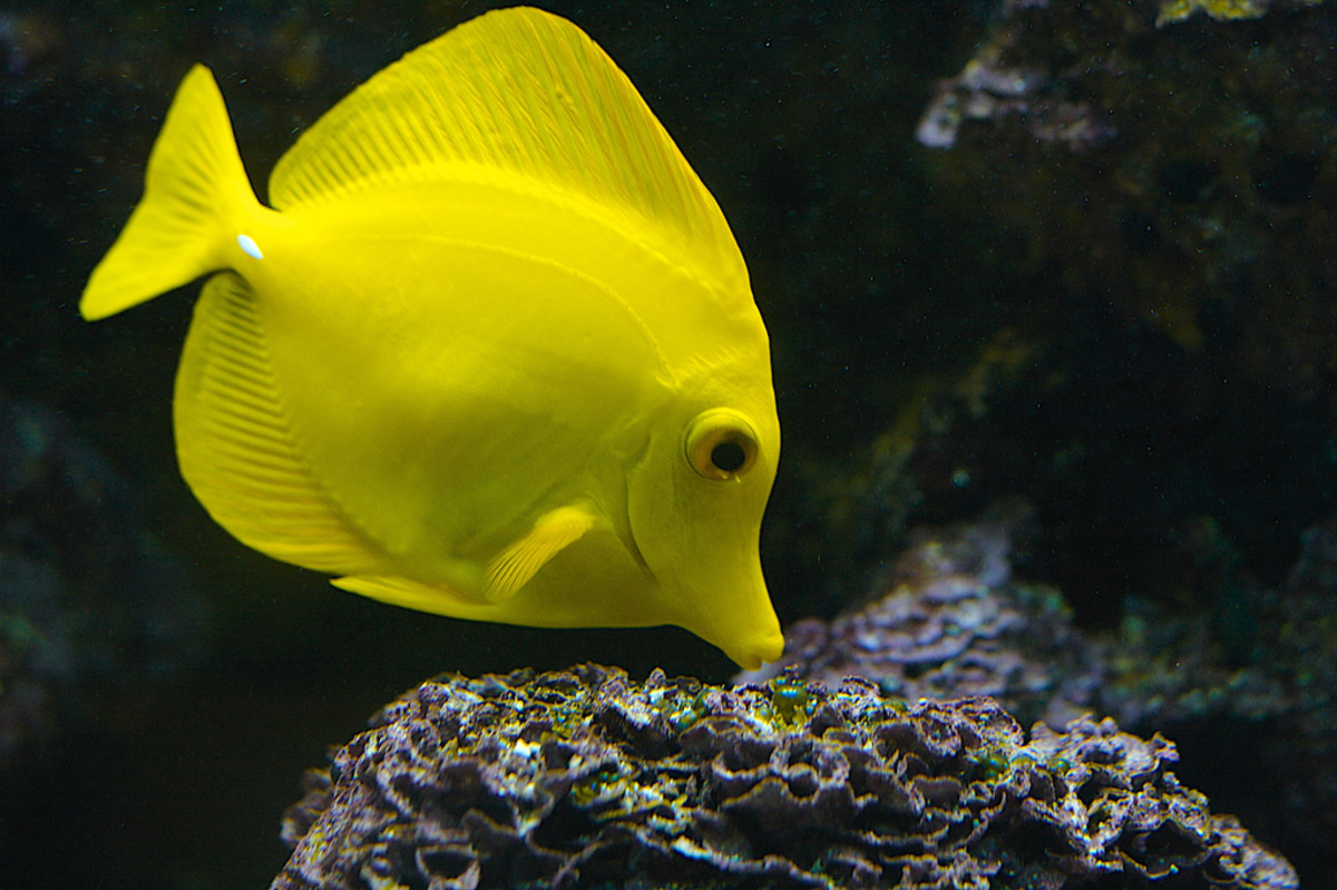 Hawaiian Reef Fish - HubPages