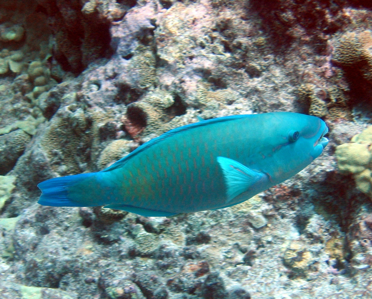 Hawaiian Reef Fish - HubPages