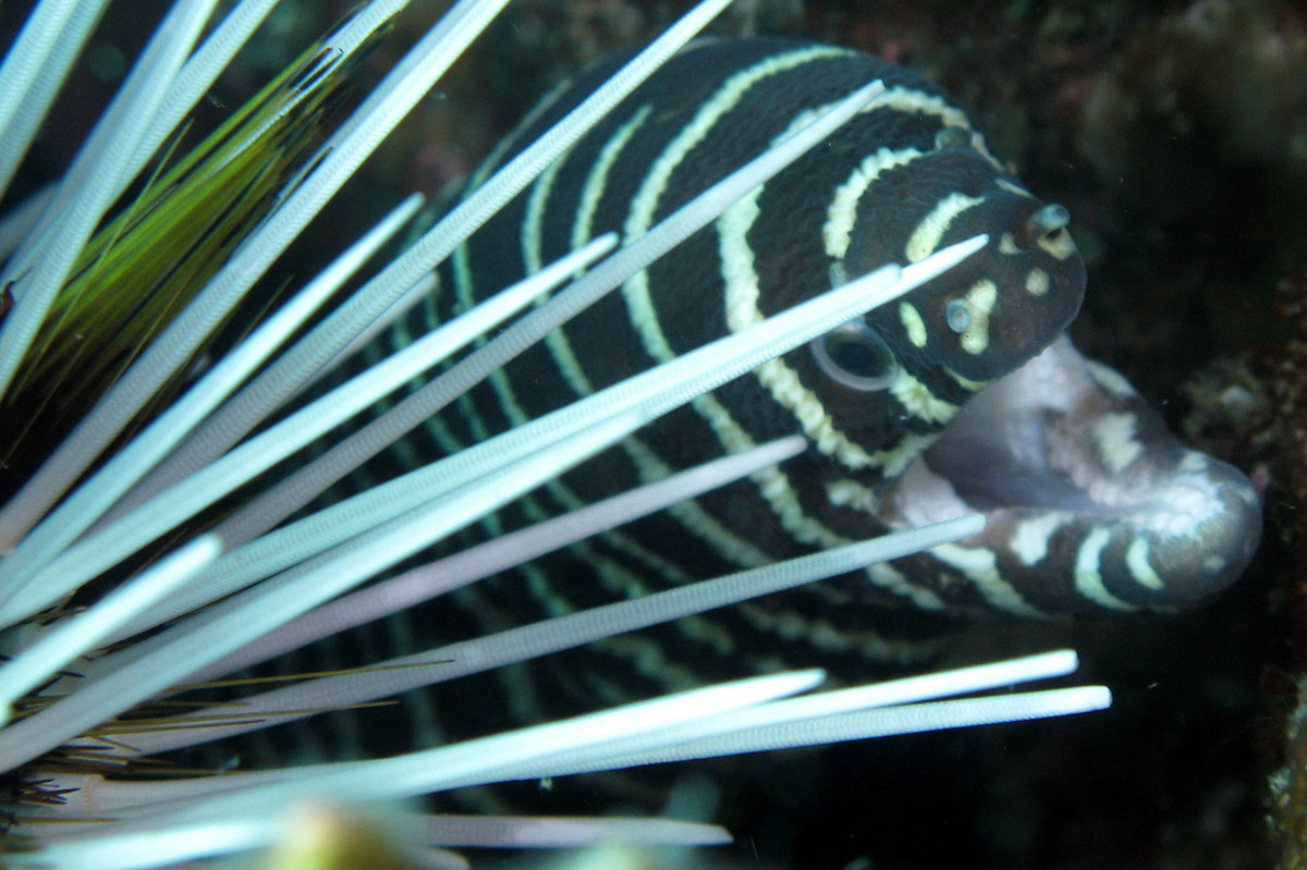 Hawaiian Reef Fish - HubPages