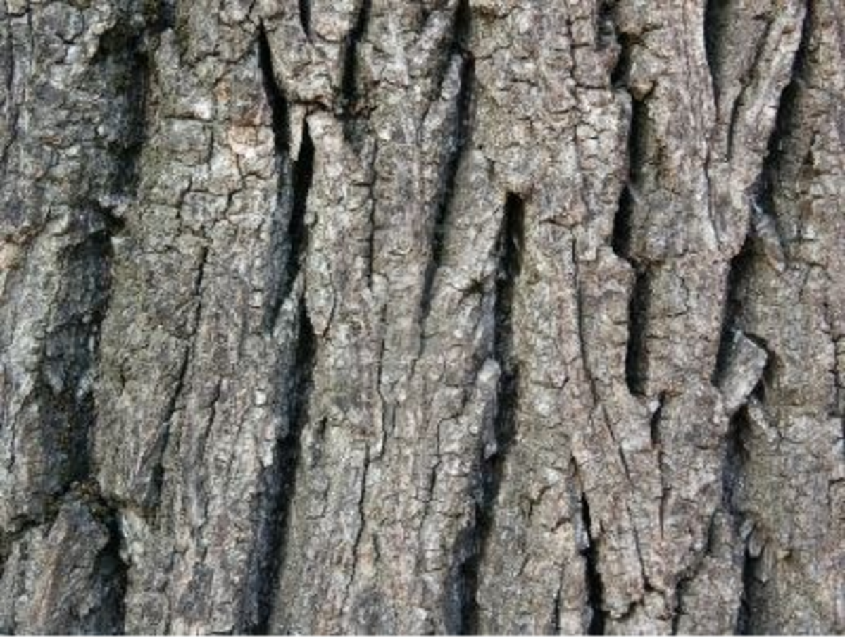 How to Whiten Your Teeth Naturally at Home - HubPages