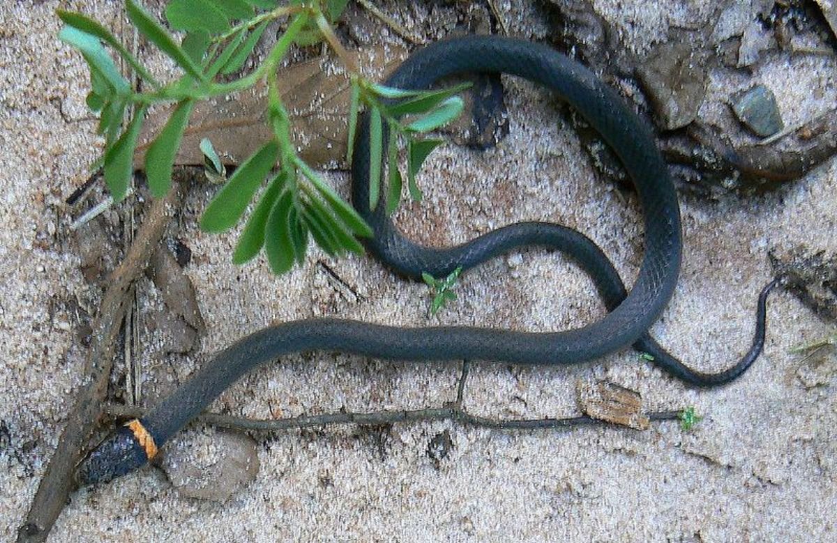 A Hillbilly Guide to Snakes: The Ring-Necked Snake - HubPages