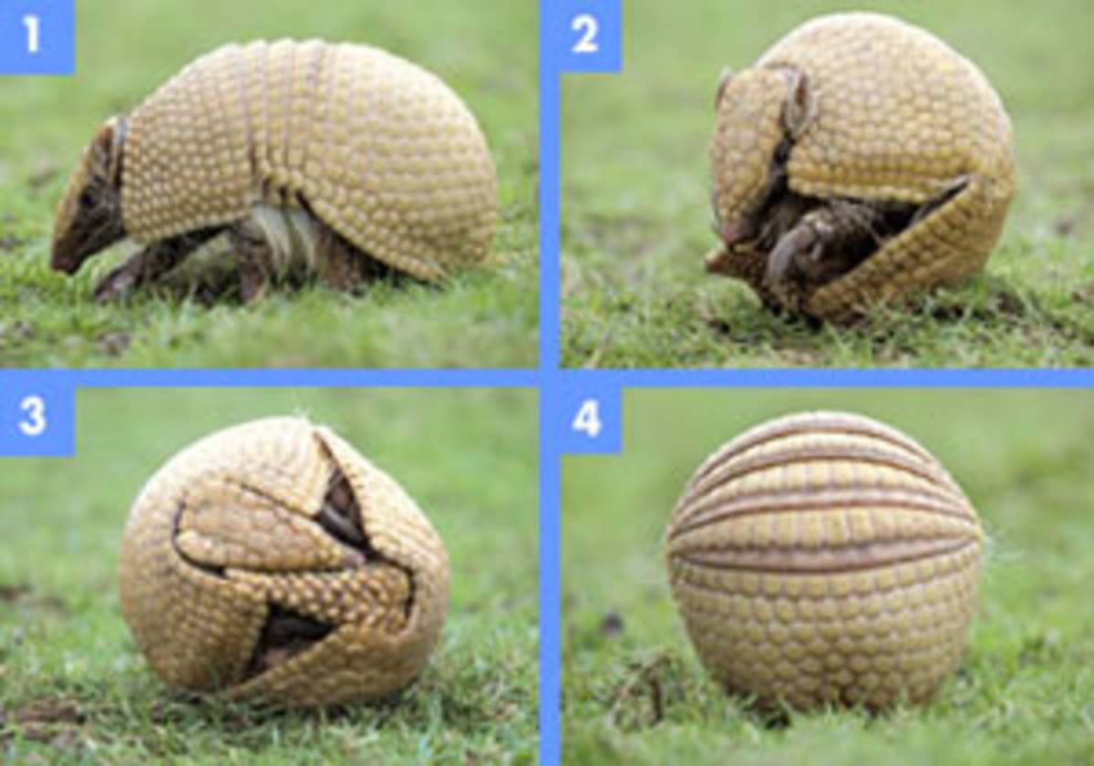 Armadillo -- Official Mascot of Texas - HubPages