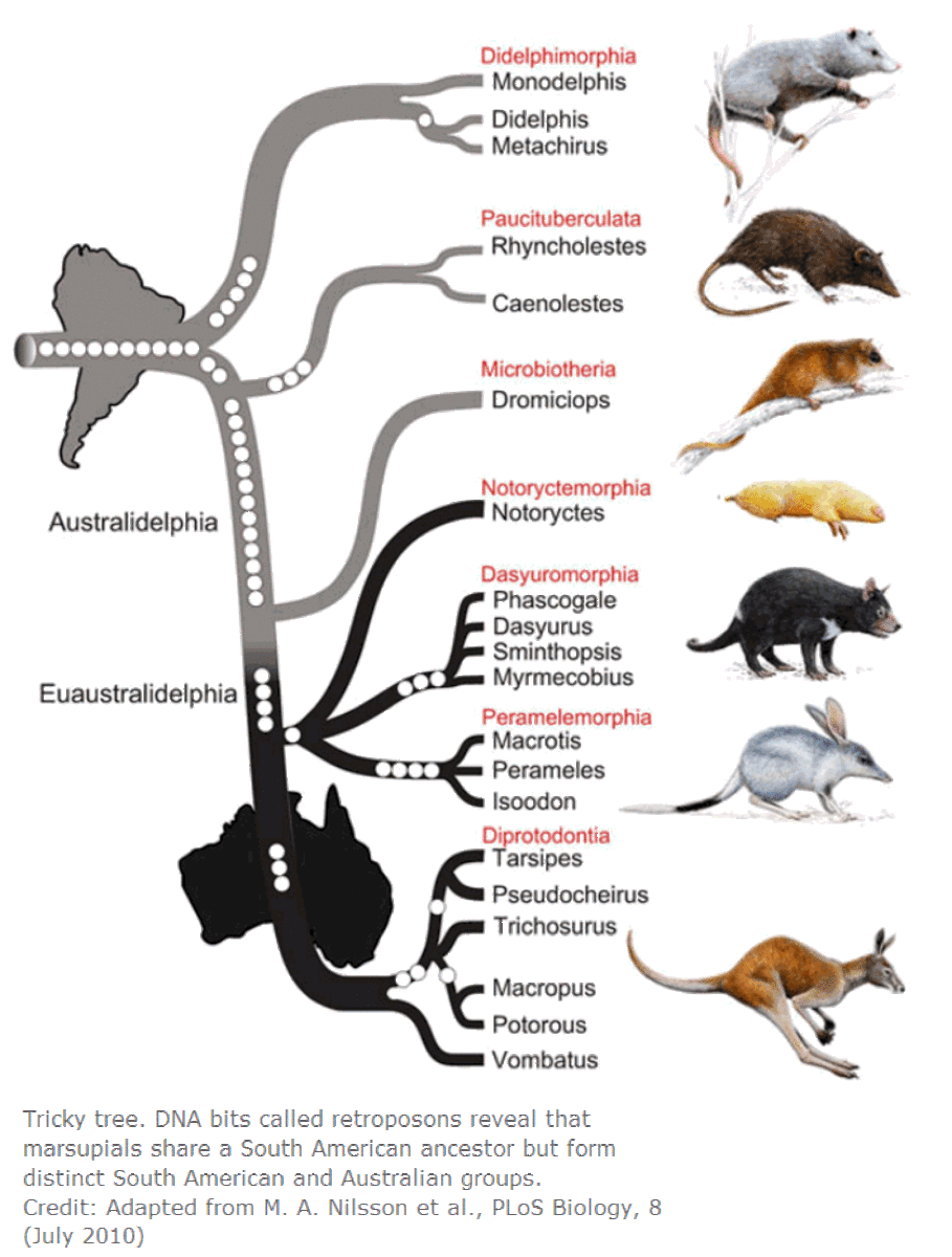 Strange Biology: The Lazarus Taxon - HubPages