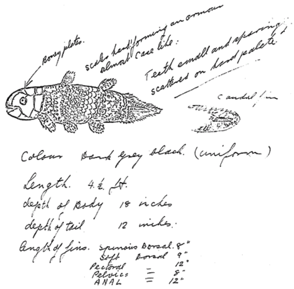 Strange Biology: The Lazarus Taxon - HubPages