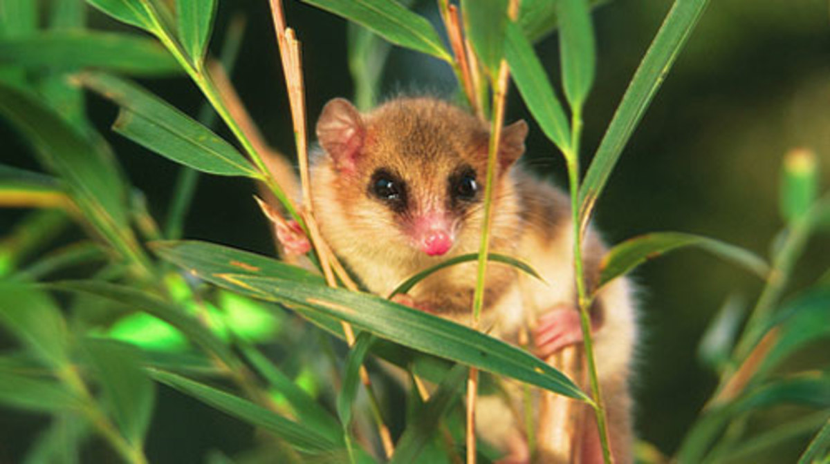 Strange Biology: The Lazarus Taxon - HubPages