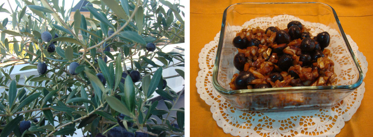 How to Prepare and Season Home Grown Olives - HubPages