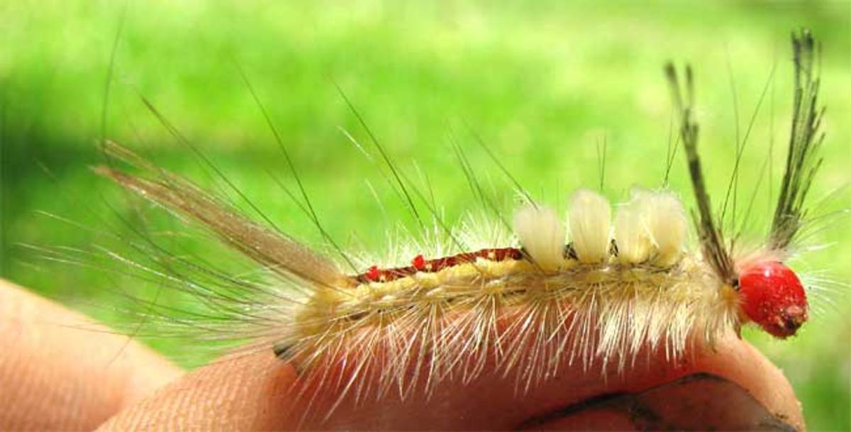The Caterpillar and a Worm, a Short Story for Kids - HubPages