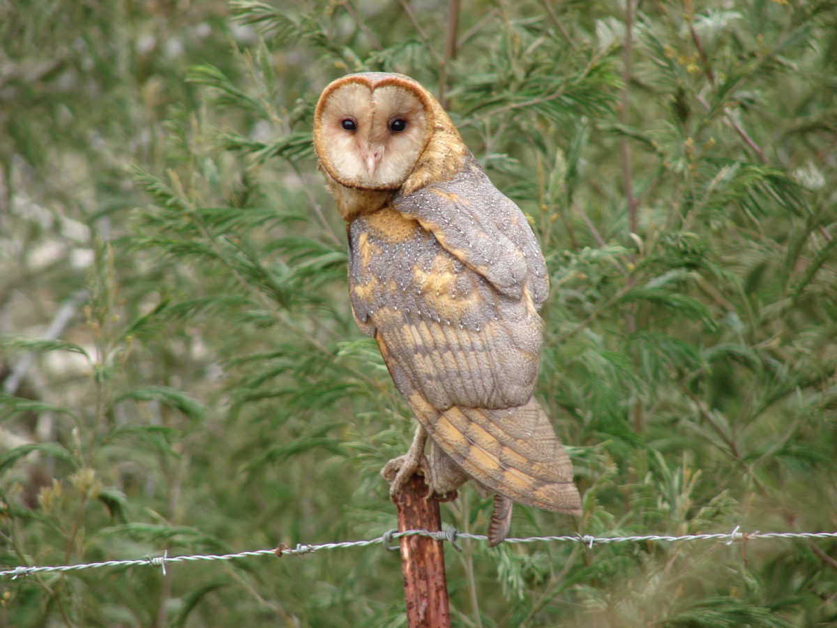 Everything You Wanted to Know About the Barn Owl - HubPages