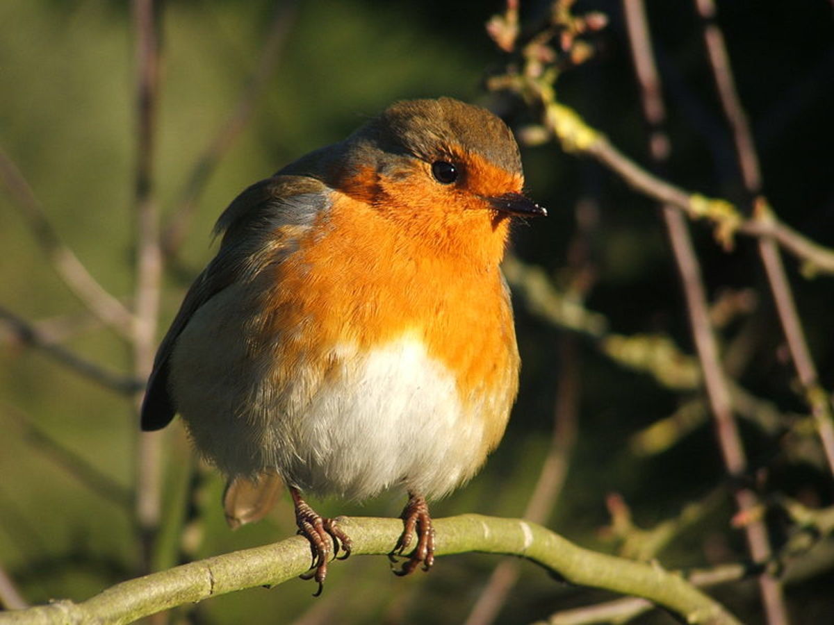 10 Fascinating National Birds with their Sounds - HubPages