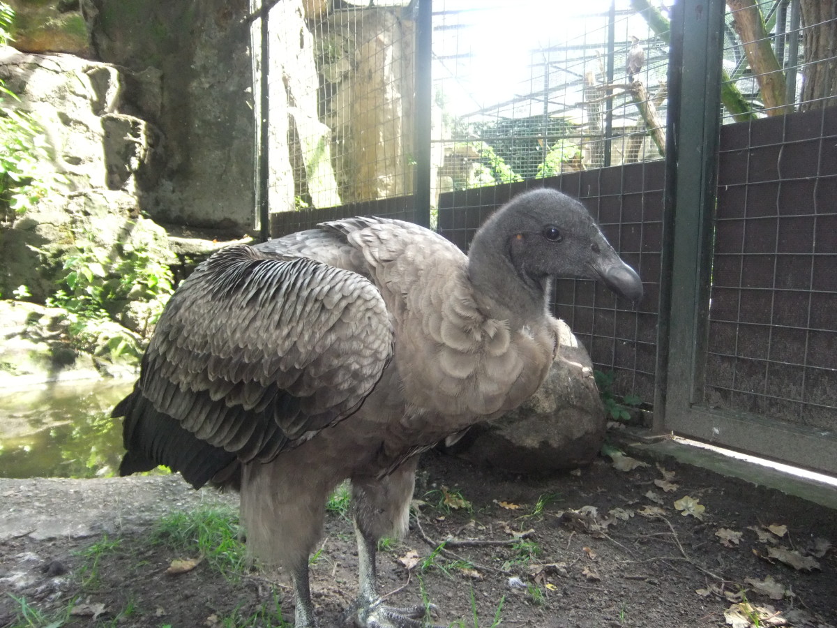 Everything You Wanted to Know About the Andean Condor - HubPages