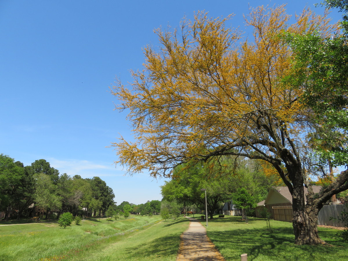 Growing Huisache Trees in Southern Landscaping: Beauty and the Beast ...