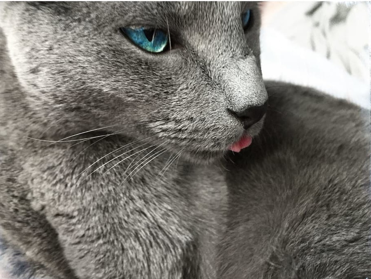 100 Unique Names For Cats With Blue Eyes PetHelpful