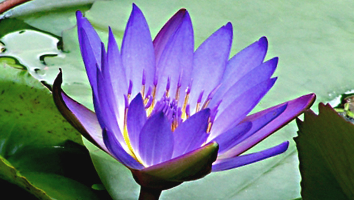 Plants and Flowers in Myth, Legend and Song - The True Stories Behind ...