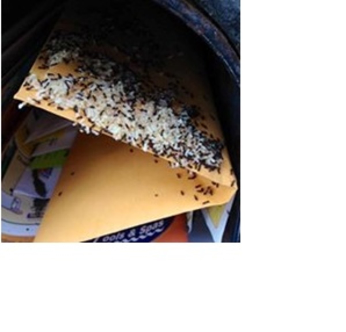 What's In Your Mailbox? - Mailbox Infestations and More - Part One ...
