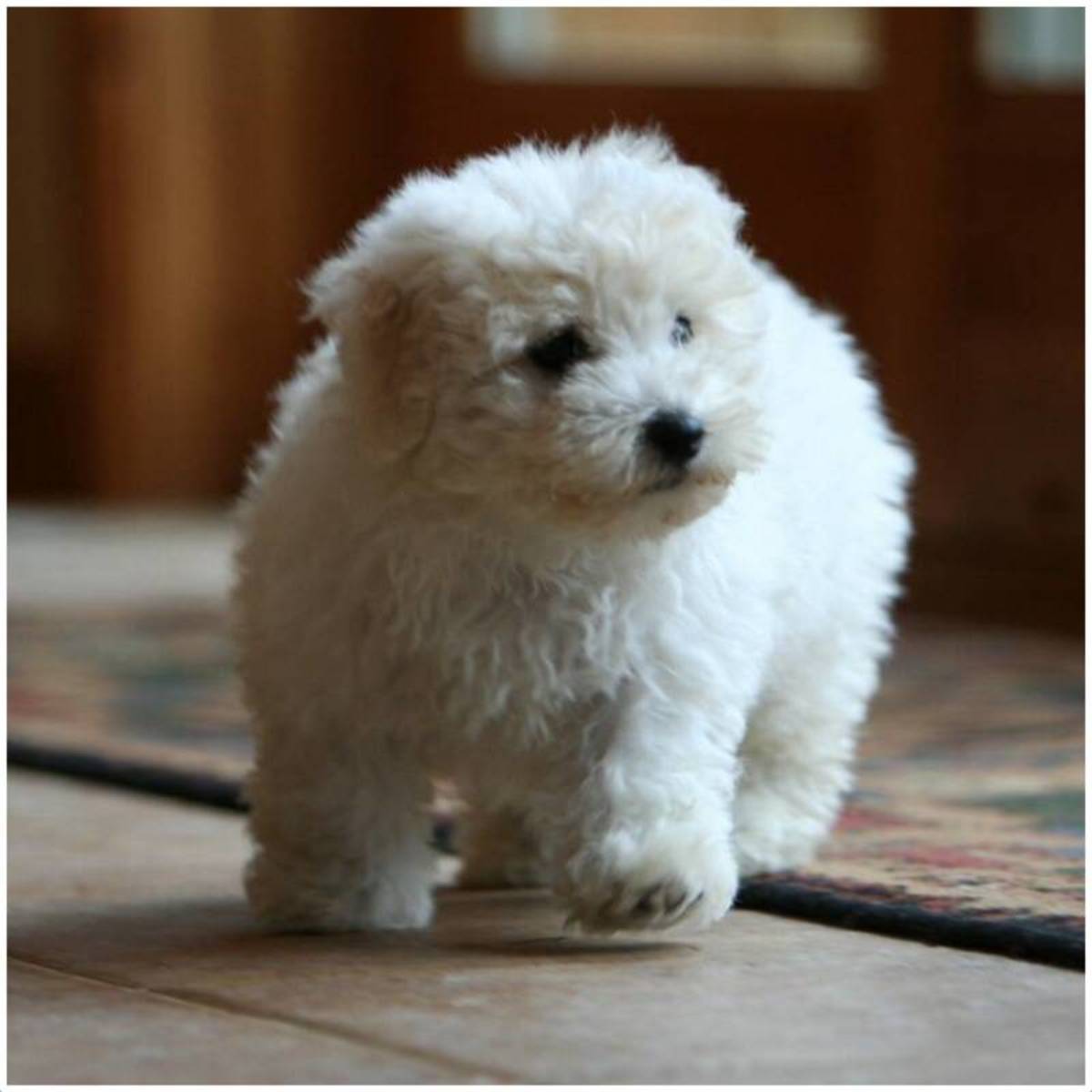 More Than Twenty Rare and Unique Breeds of Dogs With Facts - HubPages
